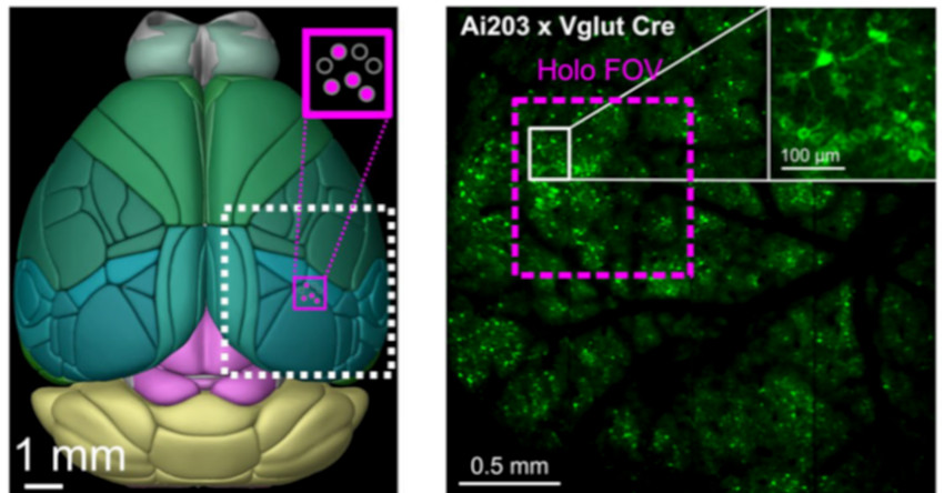 UC Berkeley, NKT Photonics, Thorlabs platform sees details of neural ...