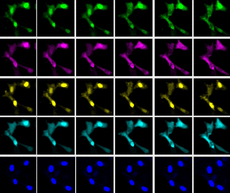 MIT observes multiple fluorescence signals from the same living cell ...